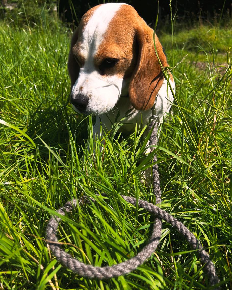 Swaledale Dog Lead - Premium 100% British Sheep Wool Craftsmanship ...