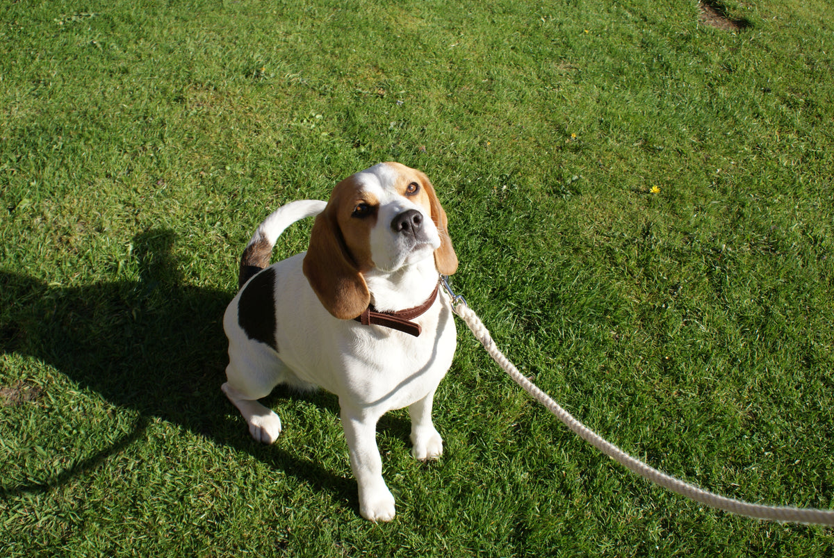 Luxurious 100% British Wool Dog Leads - 3 Ply 10mm Sutton Rope ...