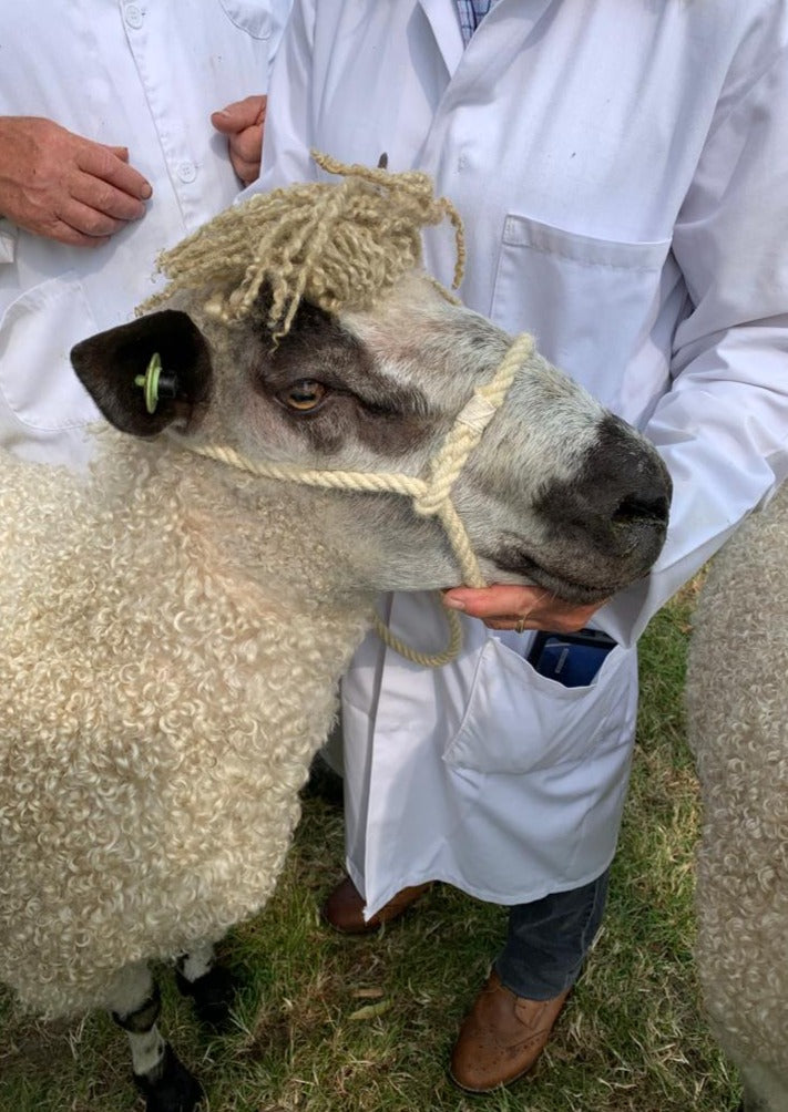 Sutton Sheep and Calf Halter - Premium Quality and Comfort ...